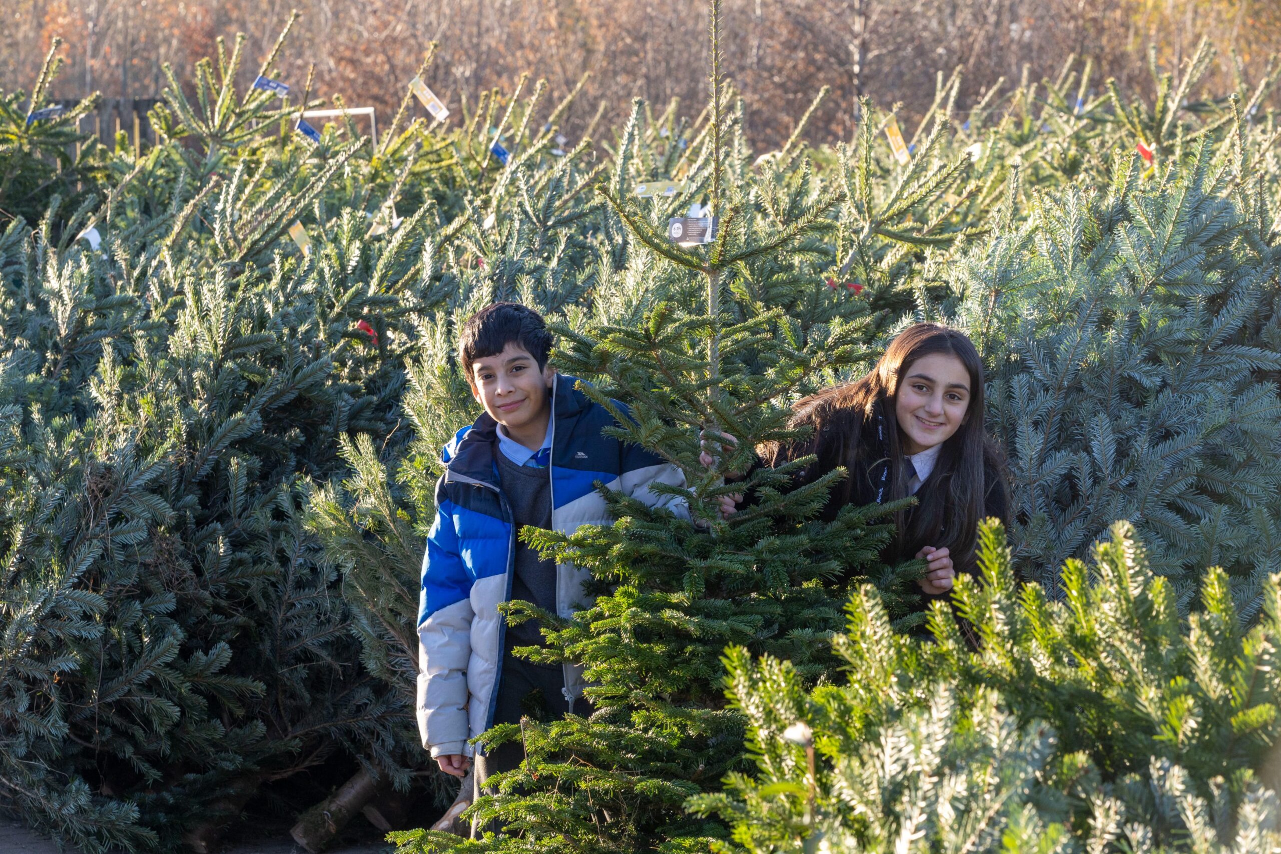 Dobbies Christmas tree giveaway | Retail Destination
